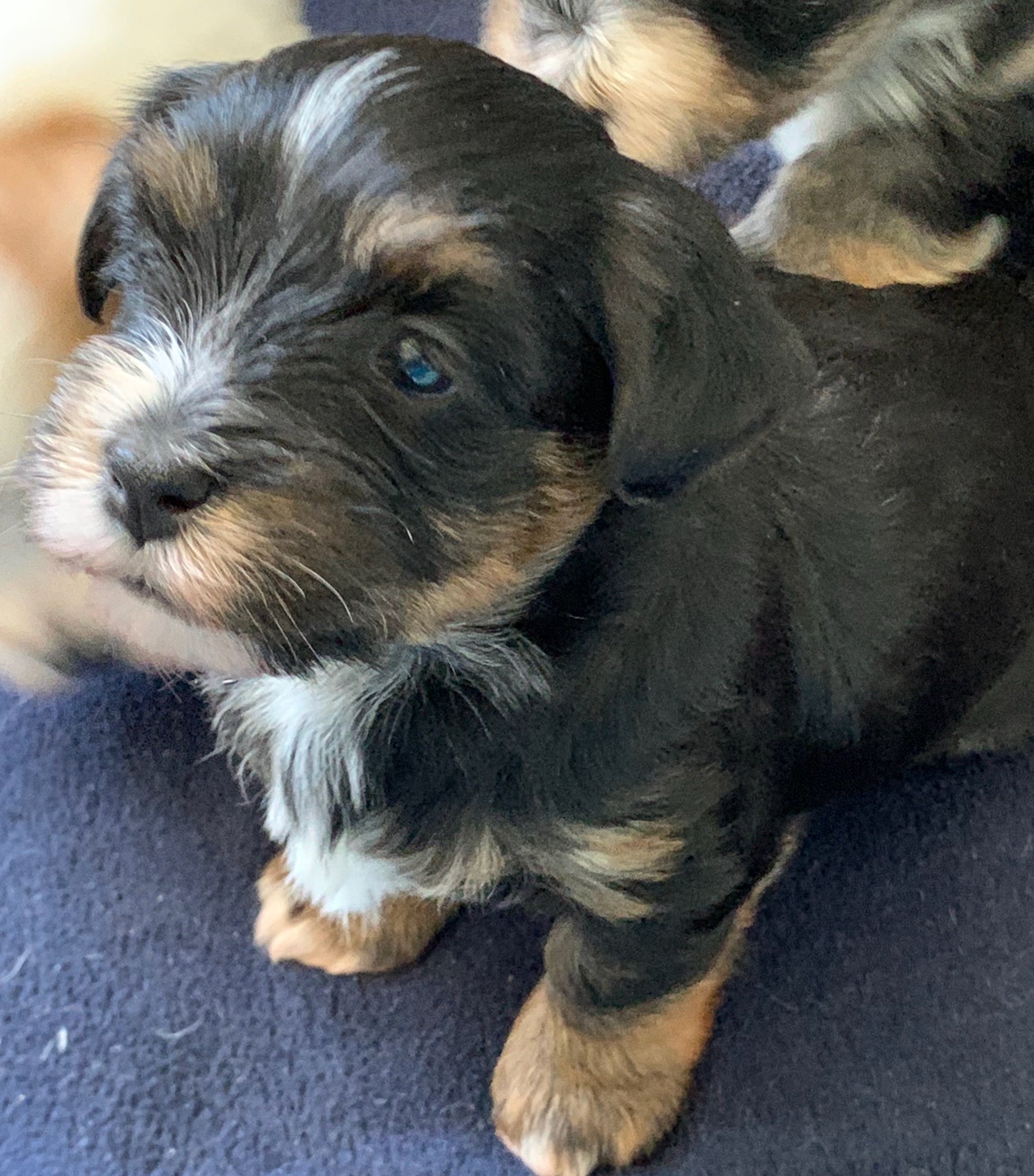 New Video and Some Pix - Carneys Havanese Haven
