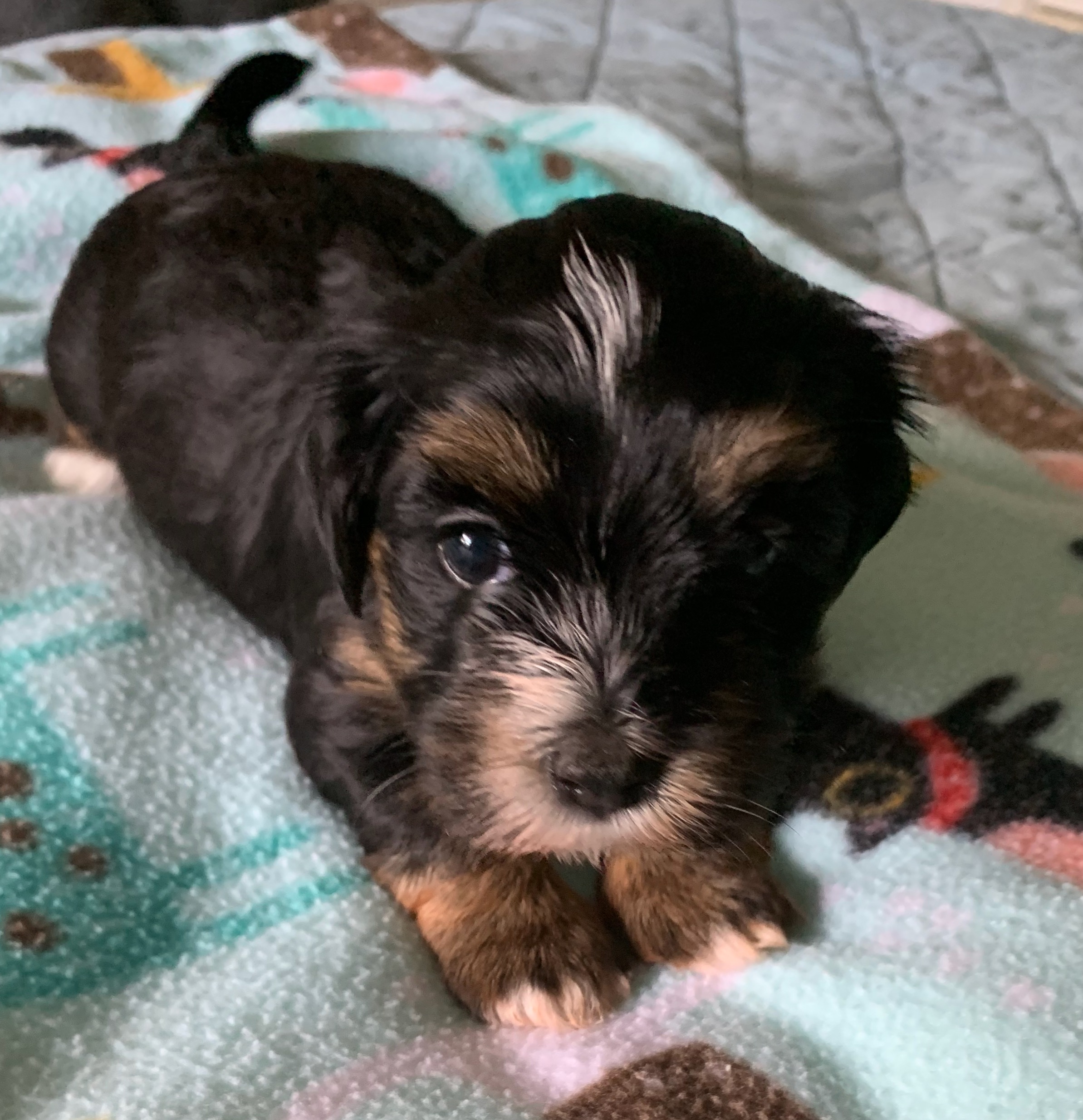 New Video and Some Pix - Carneys Havanese Haven